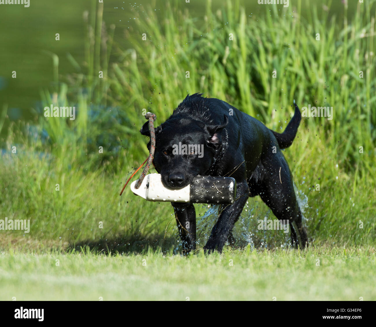 A Black Lab retrieving a training bumper Stock Photo - Alamy