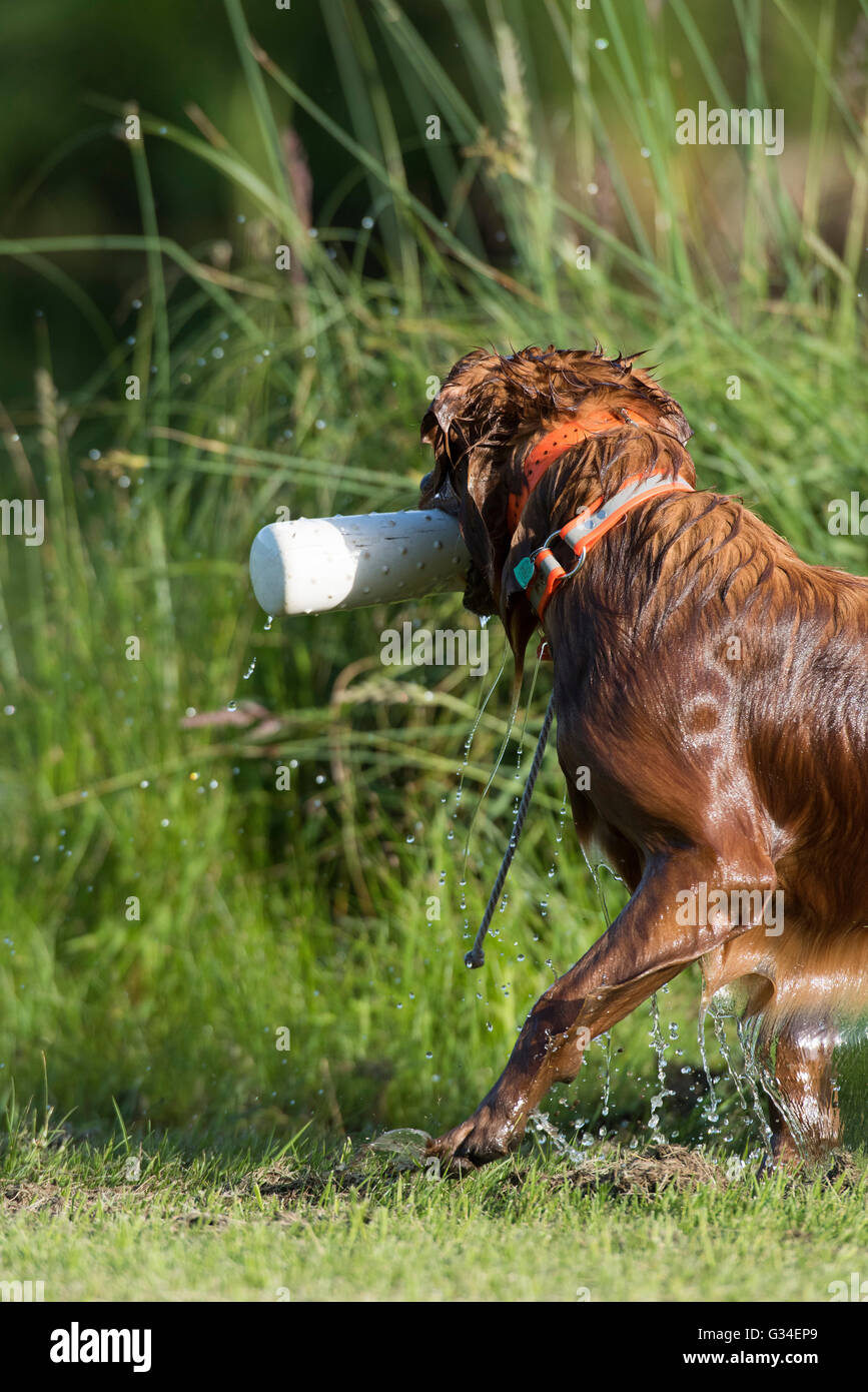 Golden retriever retrieving training hi-res stock photography and ...