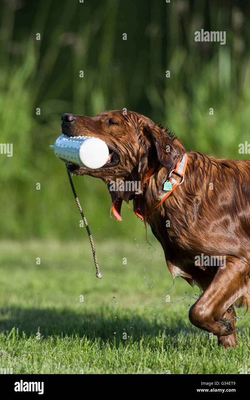 A Golden Retriever retrieving a training bumper Stock Photo - Alamy
