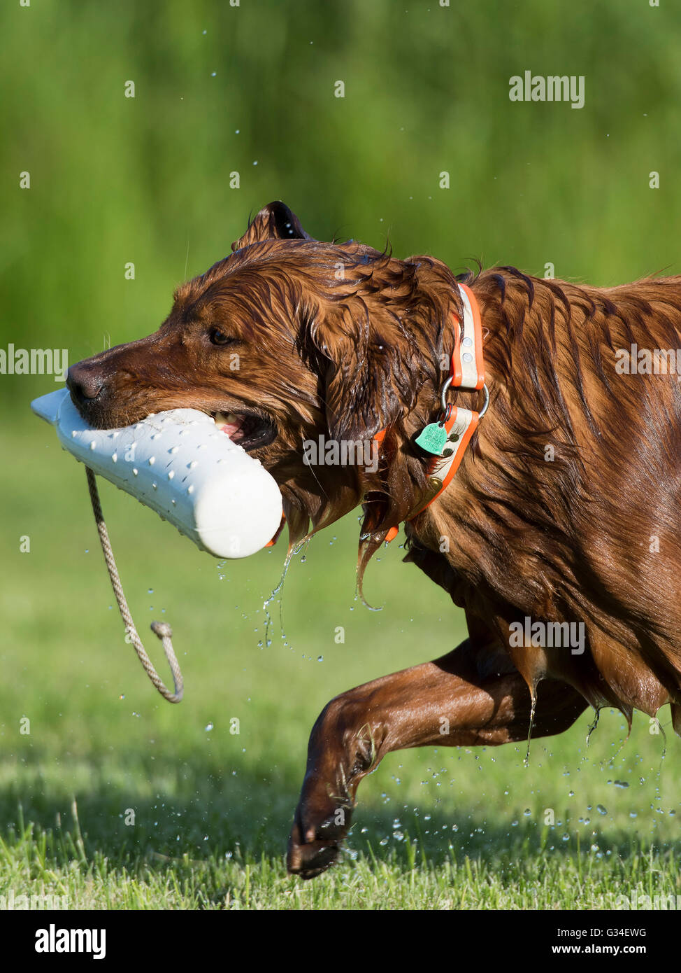 A Golden Retriever retrieving a training bumper Stock Photo - Alamy