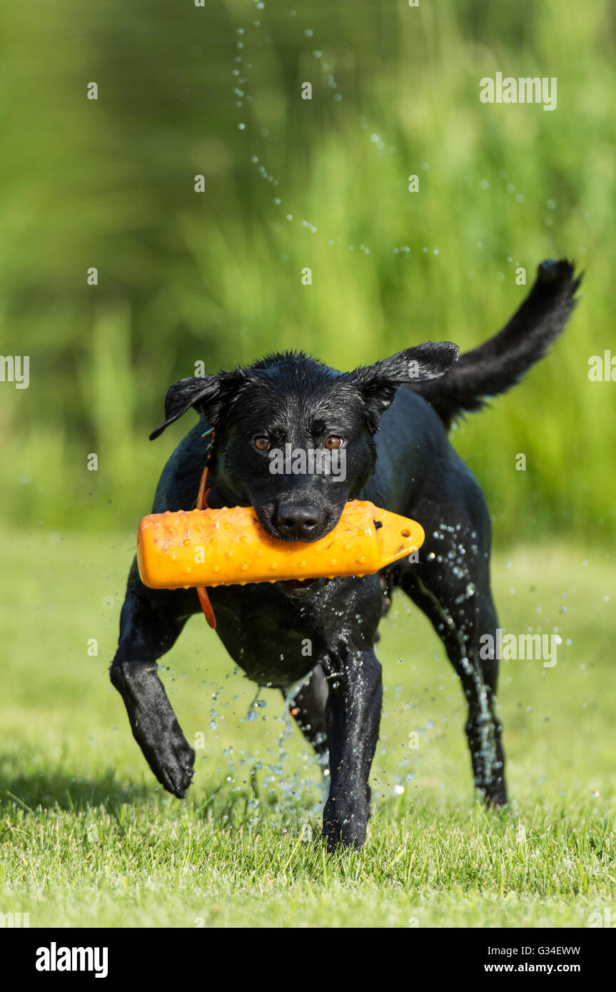 A Black Lab retrieving a training bumper Stock Photo - Alamy
