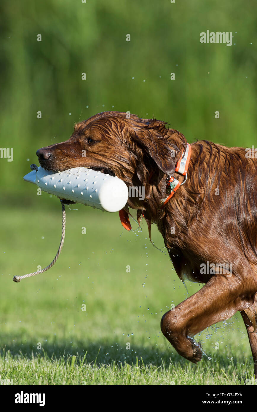Golden retriever retrieving training hi-res stock photography and ...