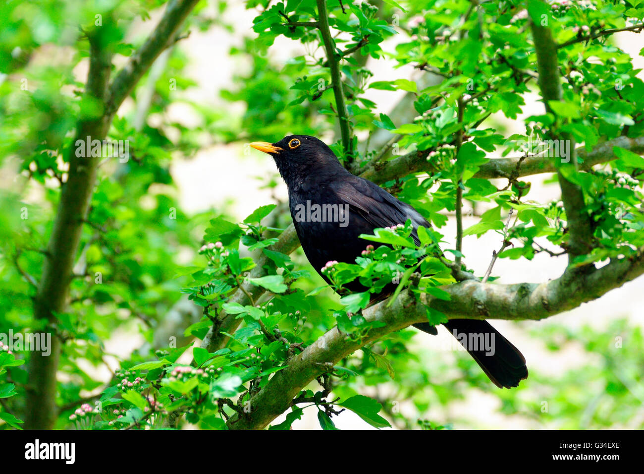 Blackbird nest hedge hi-res stock photography and images - Alamy