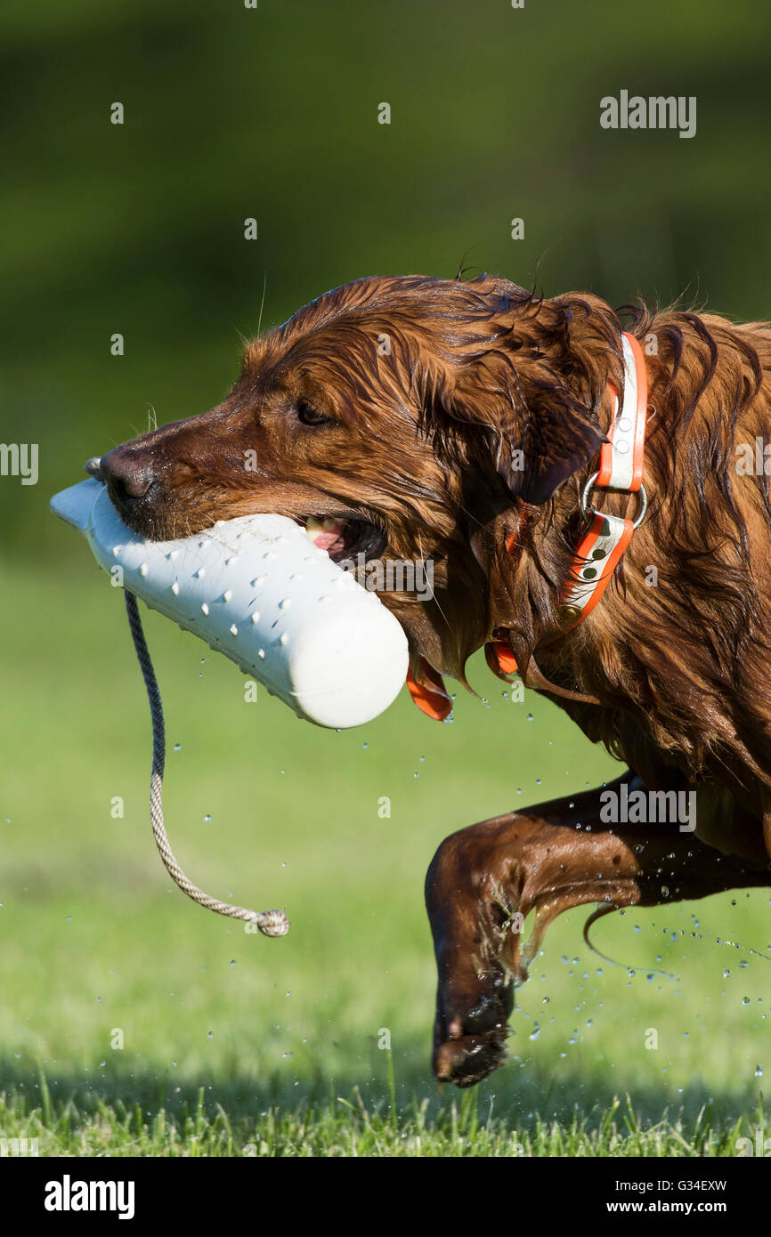 A Golden Retriever retrieving a training bumper Stock Photo - Alamy