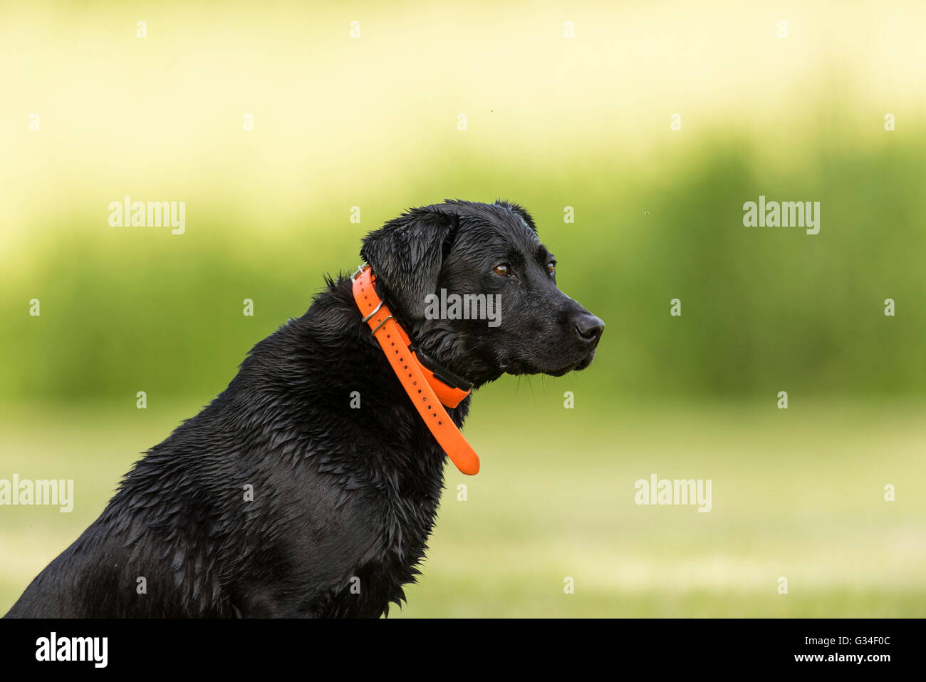 A Black Labrador Retriever out training Stock Photo - Alamy
