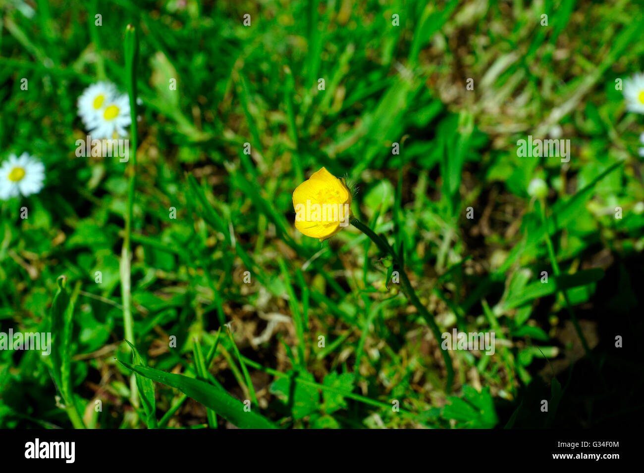 BUTTERCUP, RANUNCULACEAE, RANUNCULUS, LITTLE FROG, GOLDILOCKS Stock ...