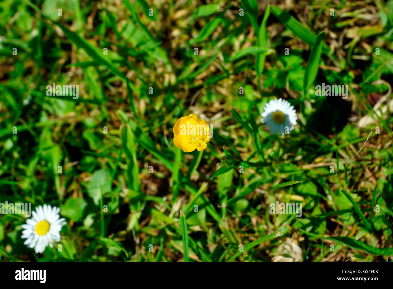 BUTTERCUP, RANUNCULACEAE, RANUNCULUS, LITTLE FROG, GOLDILOCKS, LARGE ...