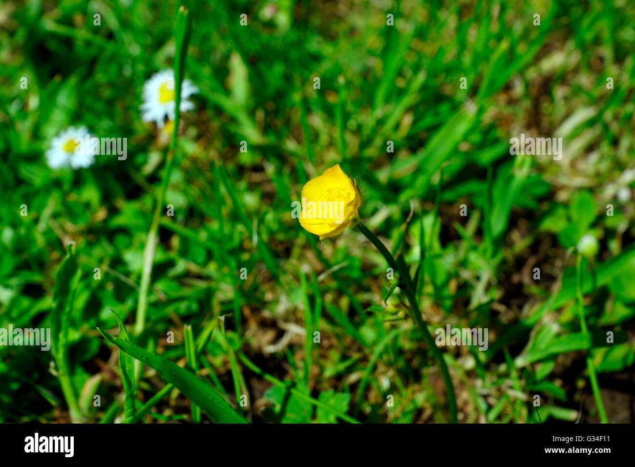 BUTTERCUP, RANUNCULACEAE, RANUNCULUS, LITTLE FROG, GOLDILOCKS, LARGE ...