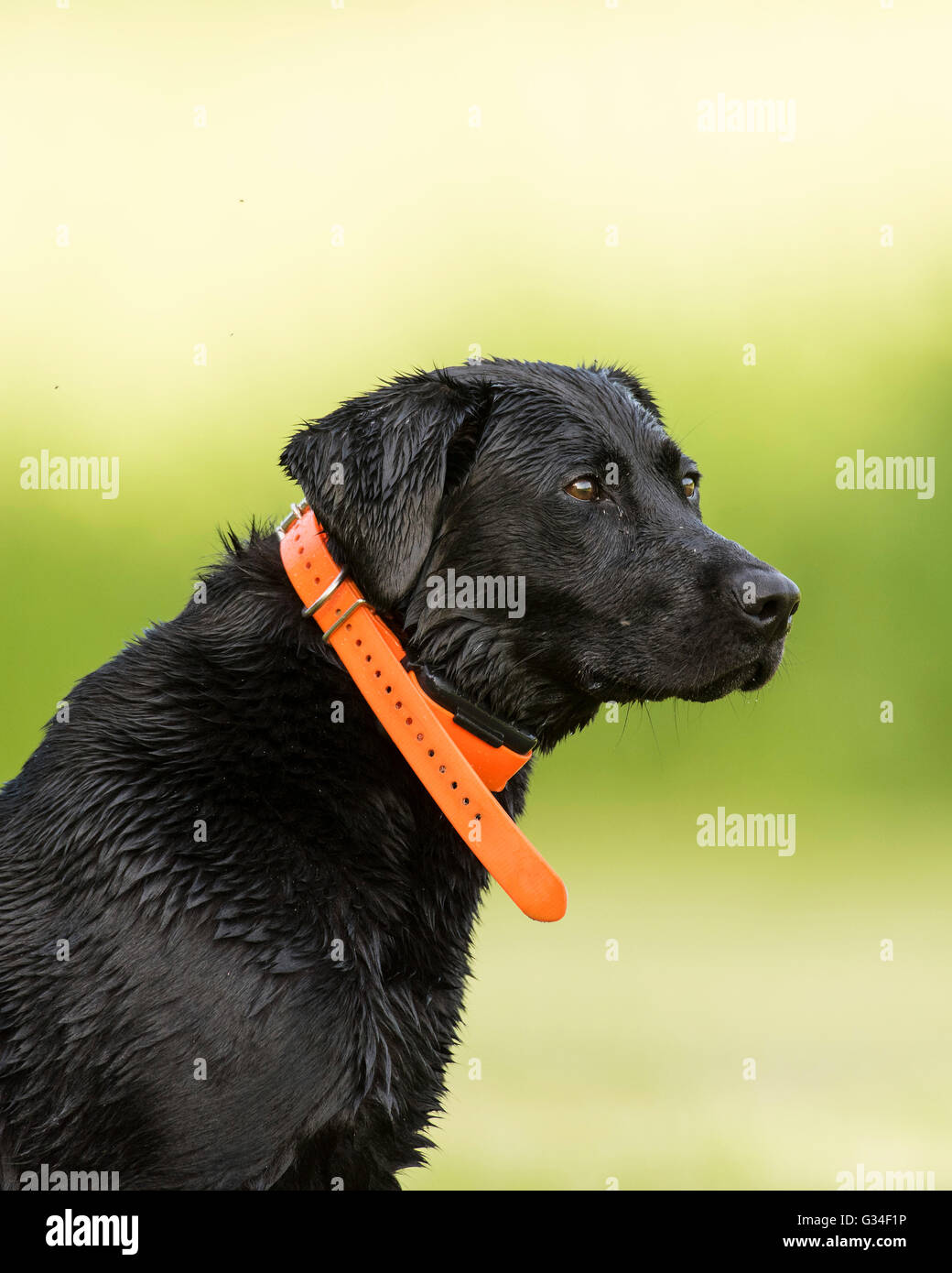 A Black Labrador Retriever out training Stock Photo - Alamy