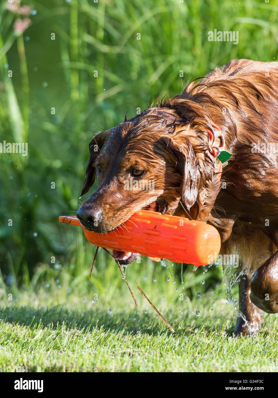 Retriever retrieving training bumper hi-res stock photography and ...