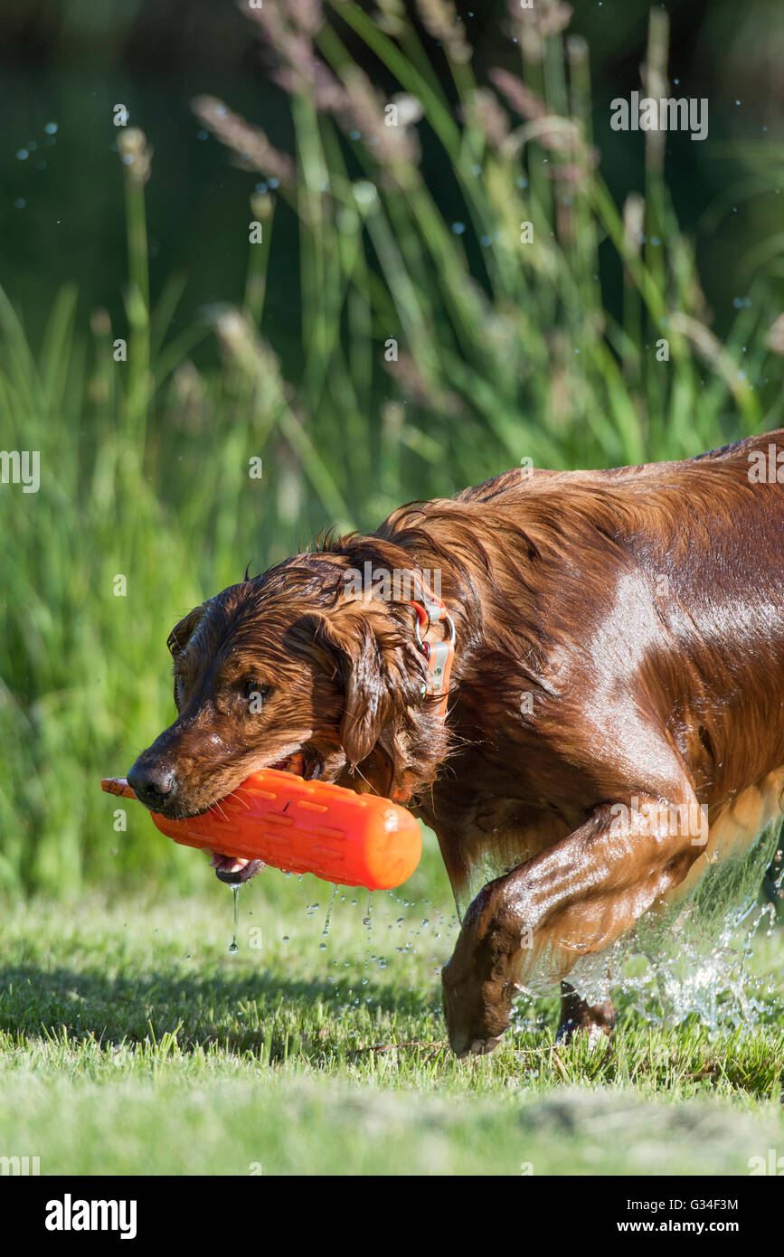 Golden retriever retrieving training hi-res stock photography and ...