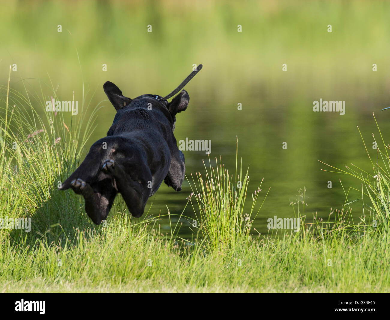 A Black Labrador Retriever out training Stock Photo - Alamy