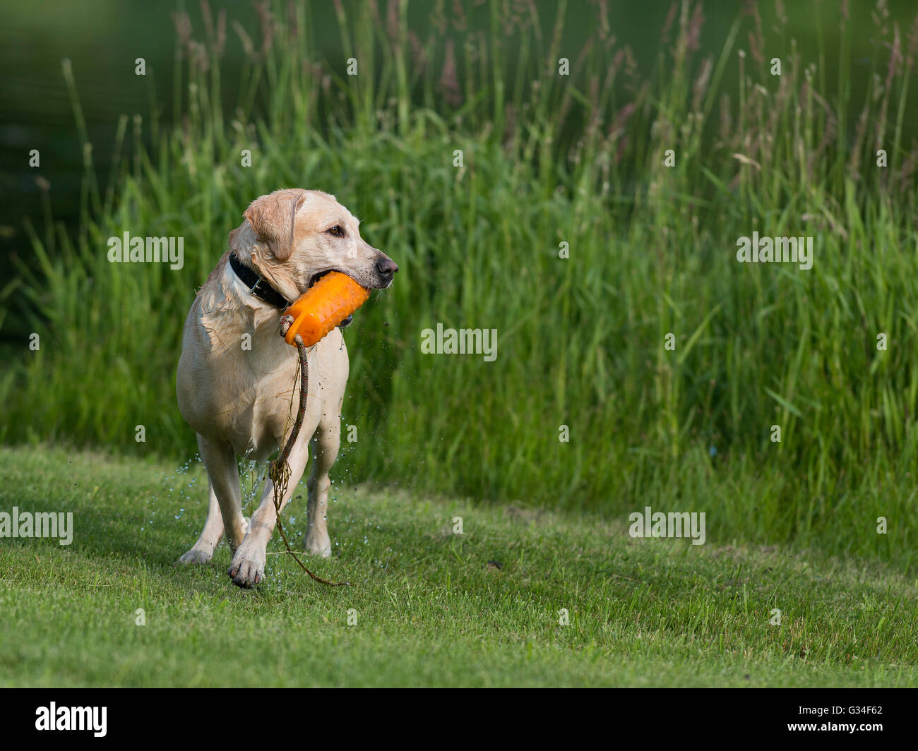 Lab retrieving bumper hi-res stock photography and images - Alamy