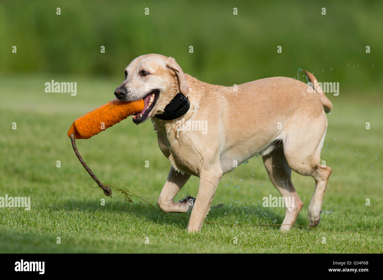 Lab retrieving bumper hi-res stock photography and images - Alamy