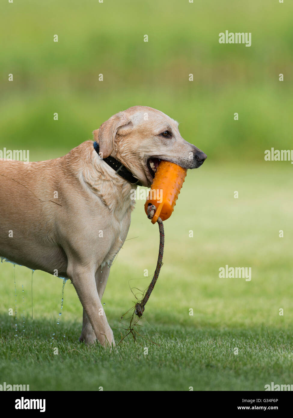 Lab retrieving dummy hi-res stock photography and images - Alamy