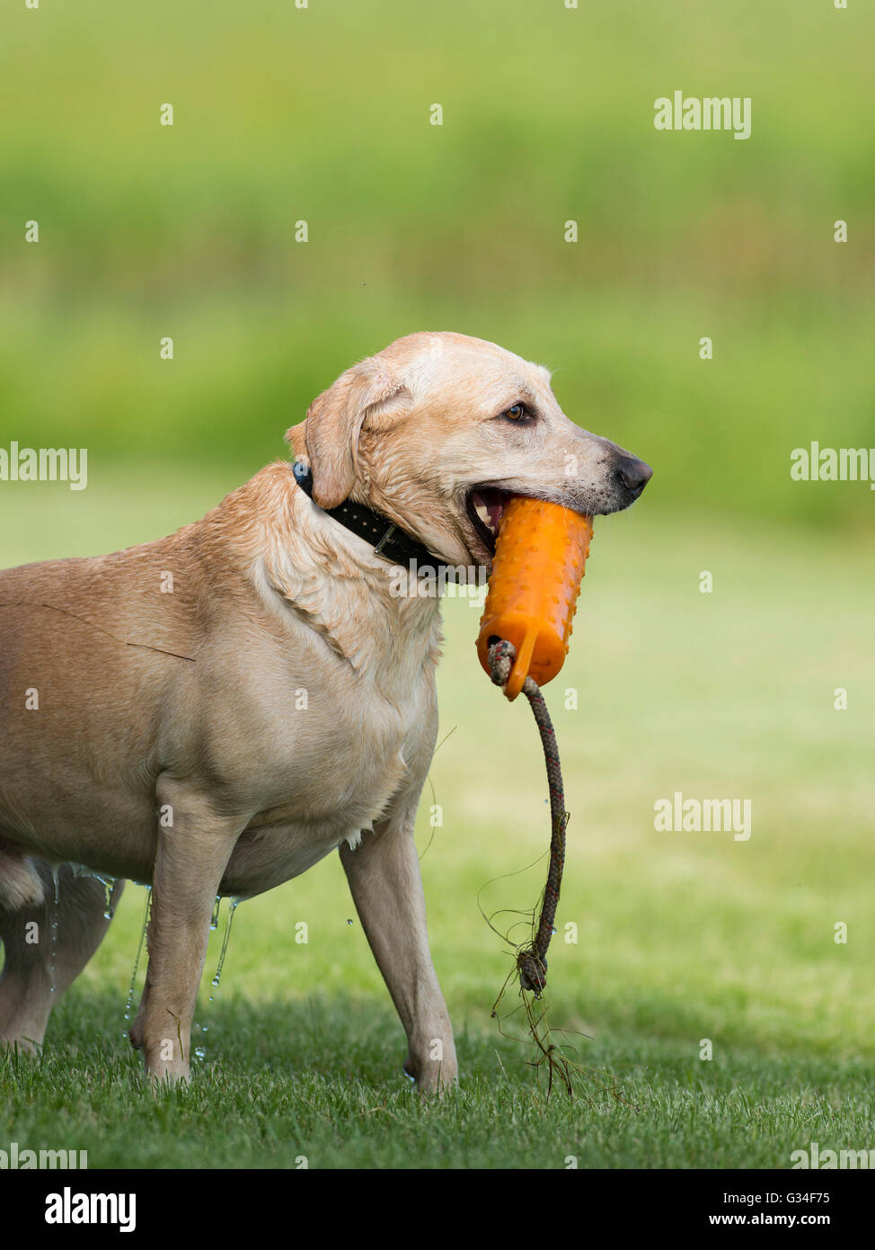 Lab retrieving duck hi-res stock photography and images - Alamy