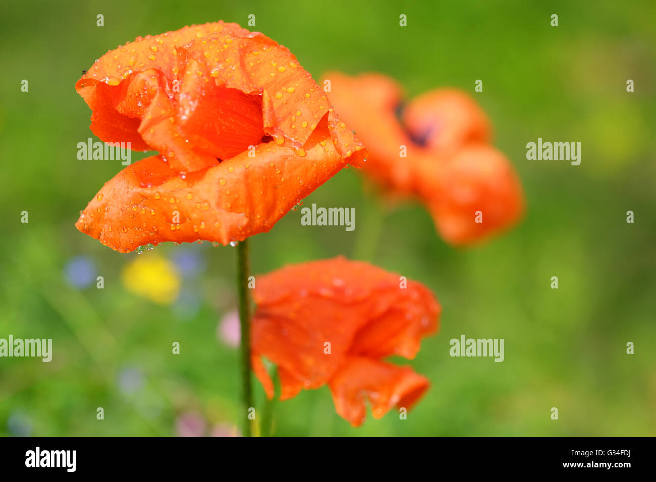 Giant poppies battered and drenched after an hour of torrential rain ...