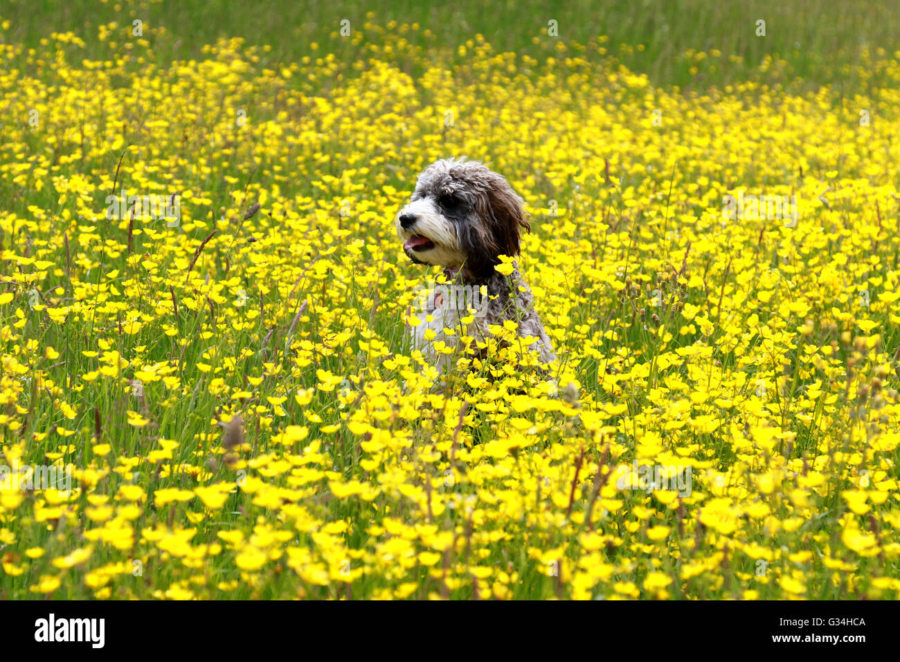 Cockapoo In Yellow Field High Resolution Stock Photography and Images ...