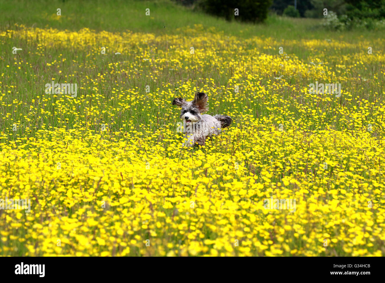 Cockapoo In Yellow Field High Resolution Stock Photography and Images ...