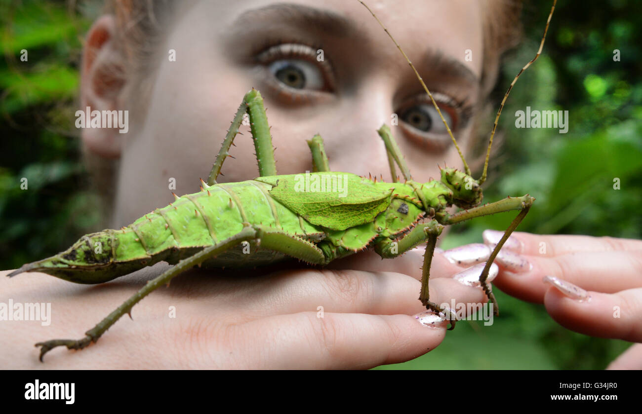 A picture dated 6 June 2016 shows a malaysian spiny leaf insect sitting ...