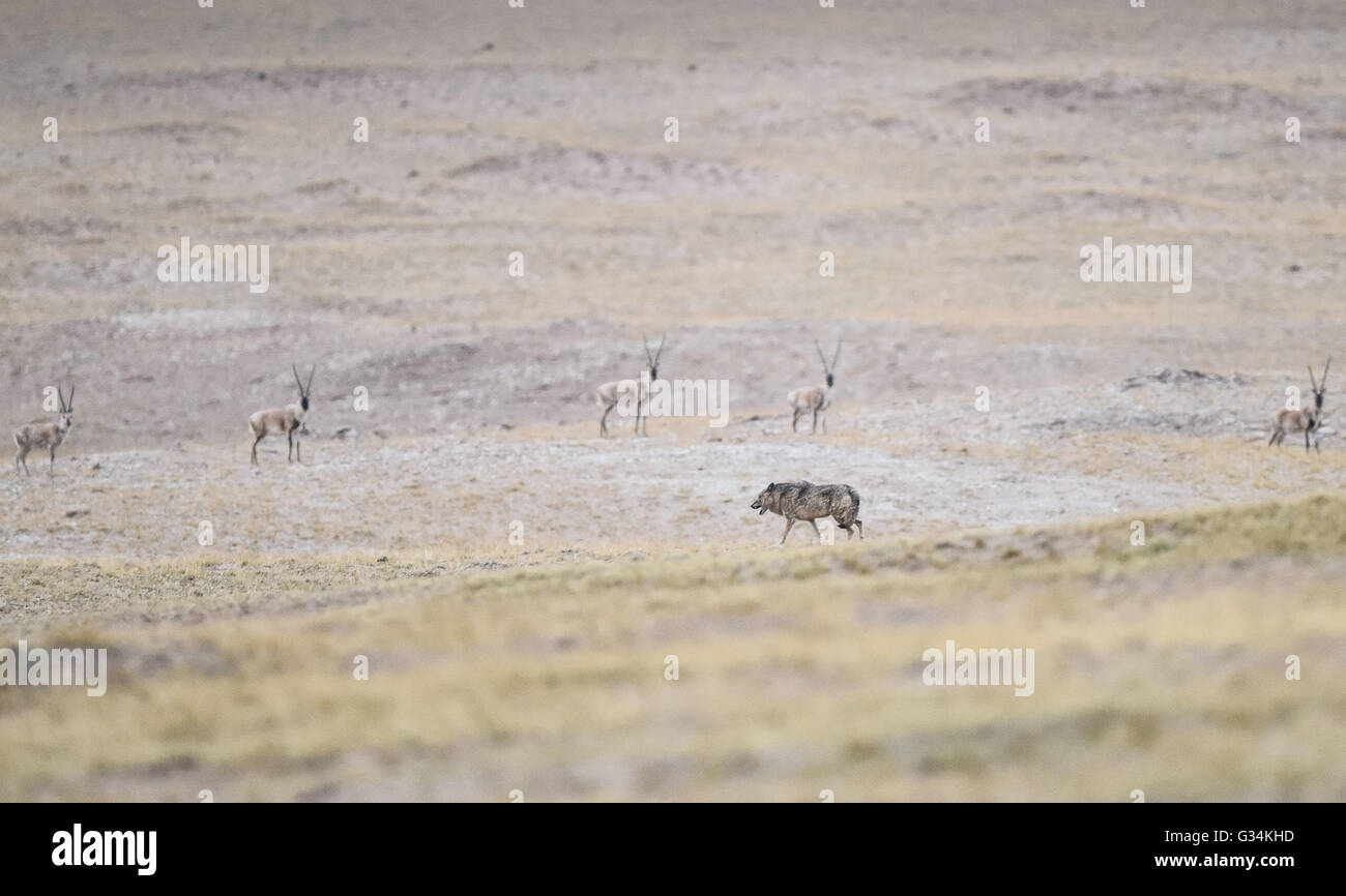 Five largest species hi-res stock photography and images - Alamy