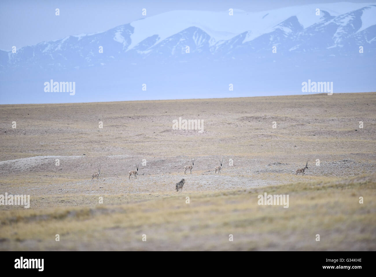 Five largest species hi-res stock photography and images - Alamy