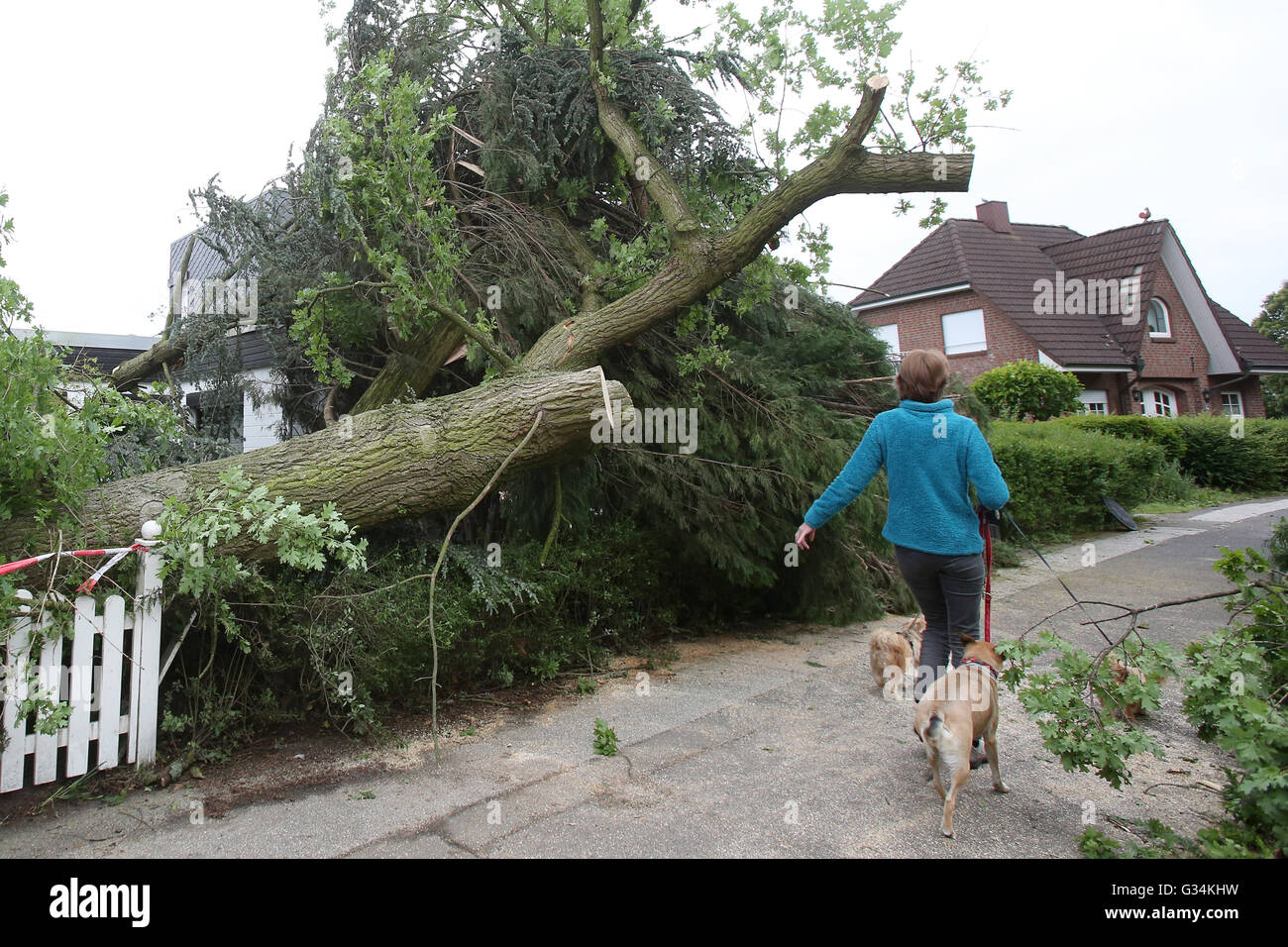 Hamburg, Germany. 8th June, 2016. Parts of an unrooted tree lie across ...