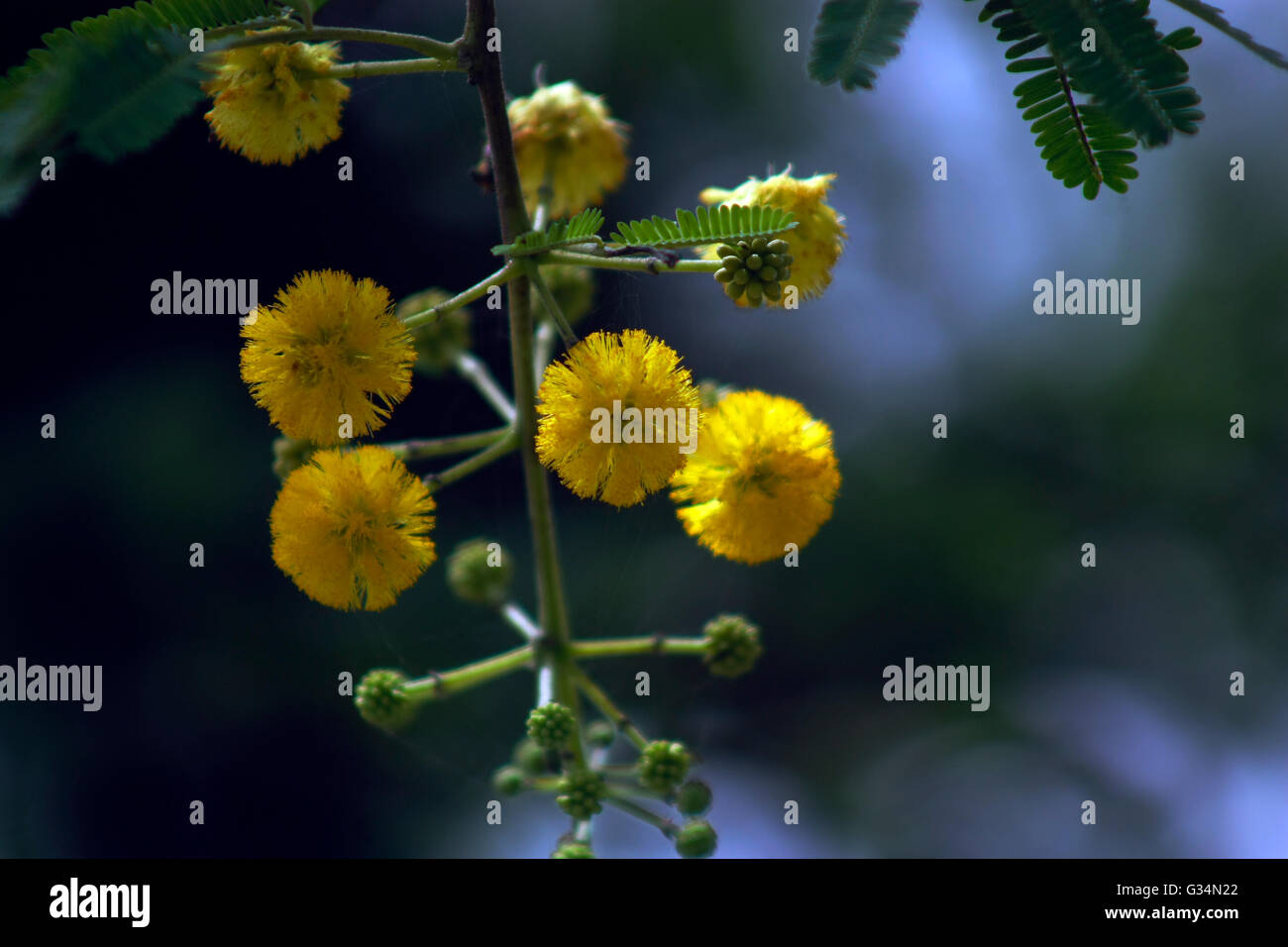 The climate of West Bengal varies from tropical savannah in the ...