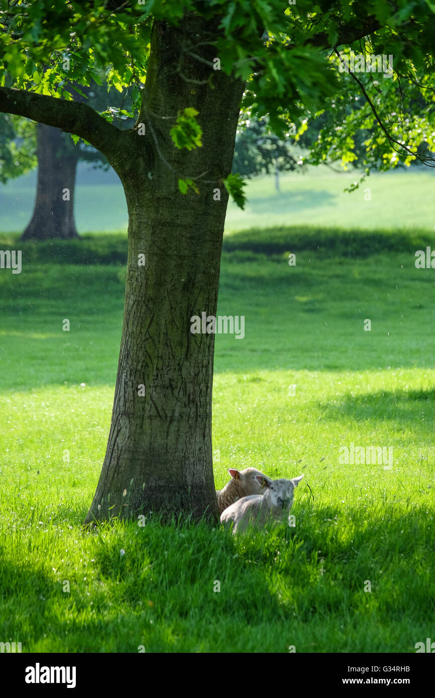 Sheep sheltering in the shade of a tree from the sun on the Chatsworth ...