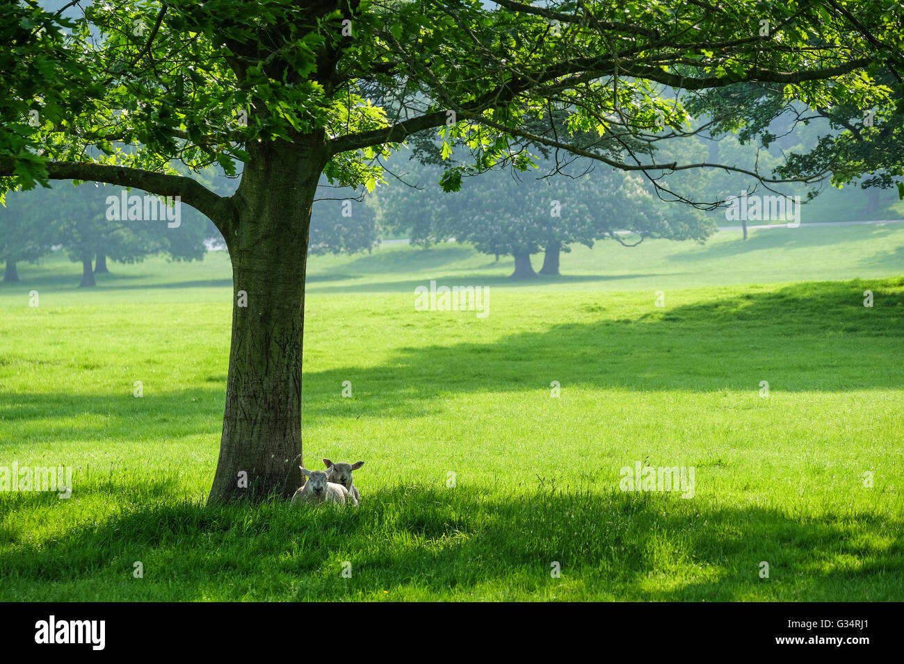 Sheep sheltering in the shade of a tree from the sun on the Chatsworth ...