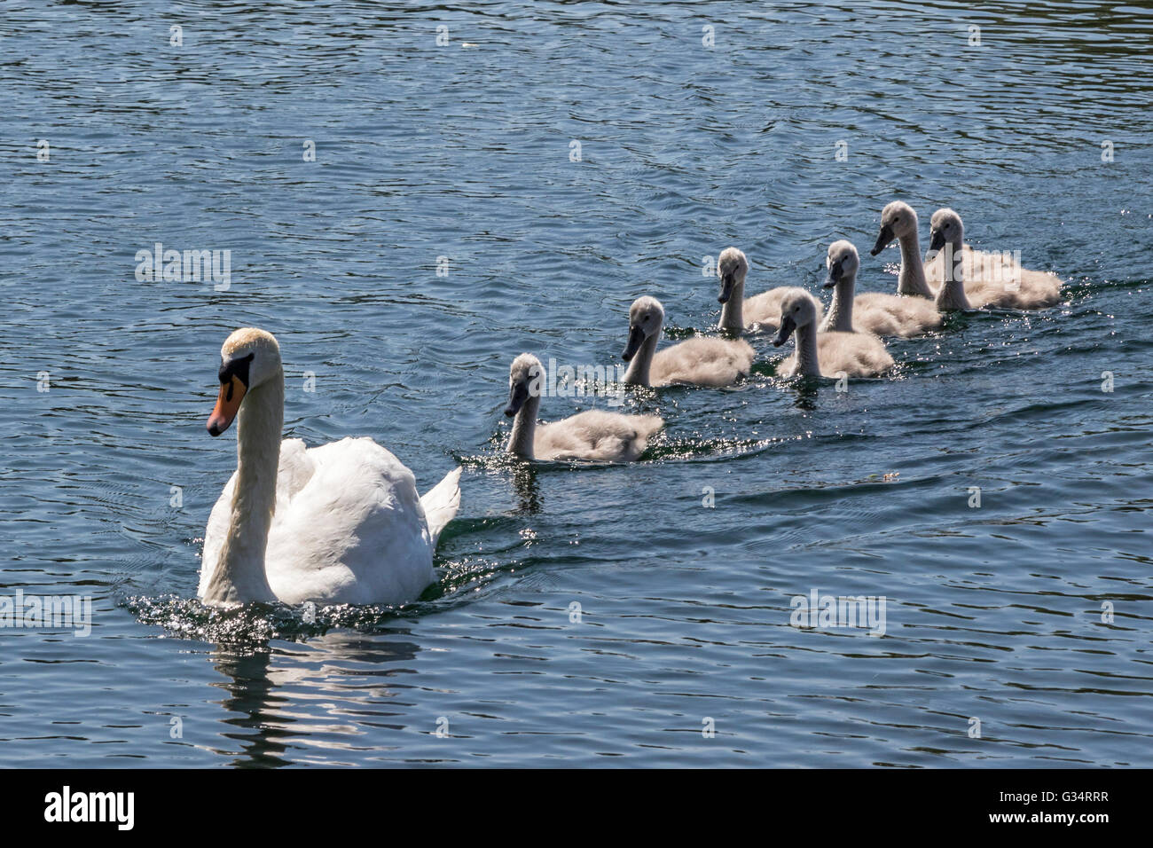 Seven swans a swimming hi-res stock photography and images - Alamy