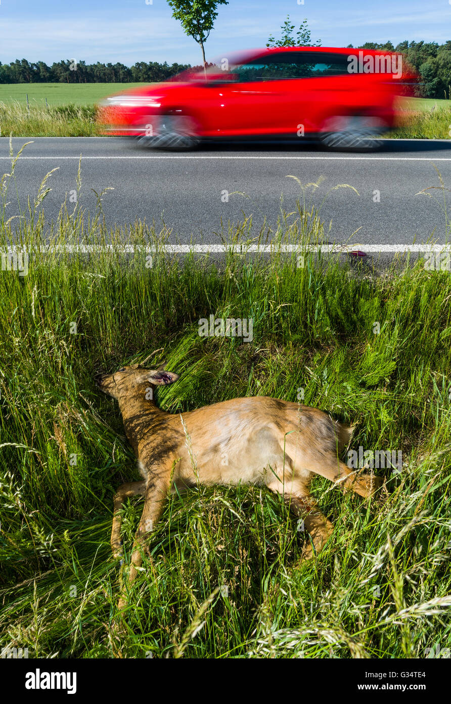 Treplin, Germany. 07th June, 2016. A dead roebuck seen next to a ...