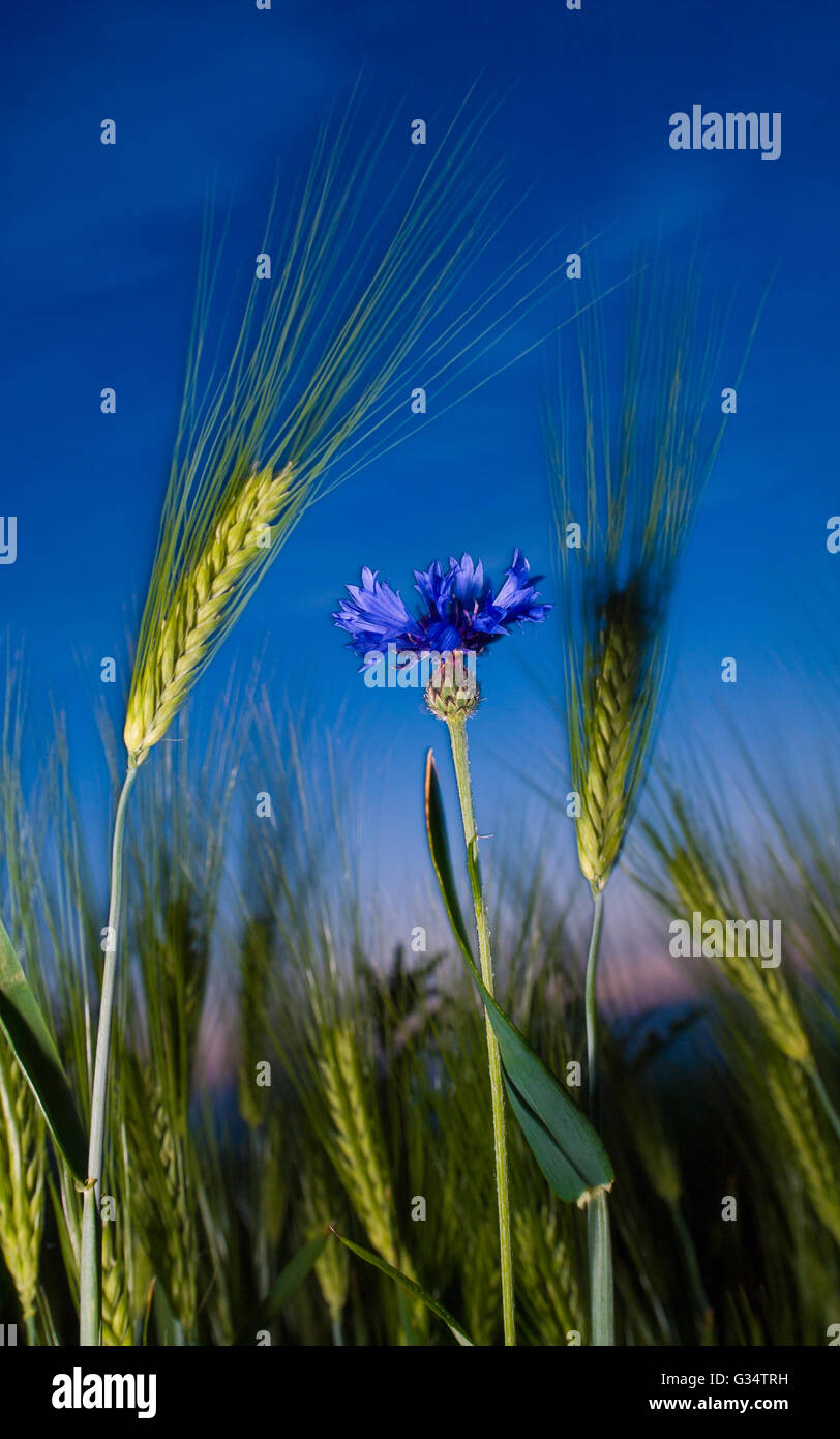 Sieversdorf, Germany. 28th May, 2016. A cornflower seen in front of the ...