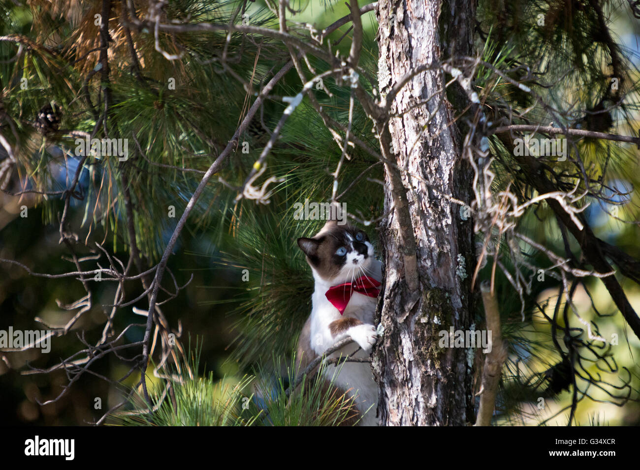 Asuncion, Paraguay. 8th June, 2016. Blue eyes domestic cat, with red ...