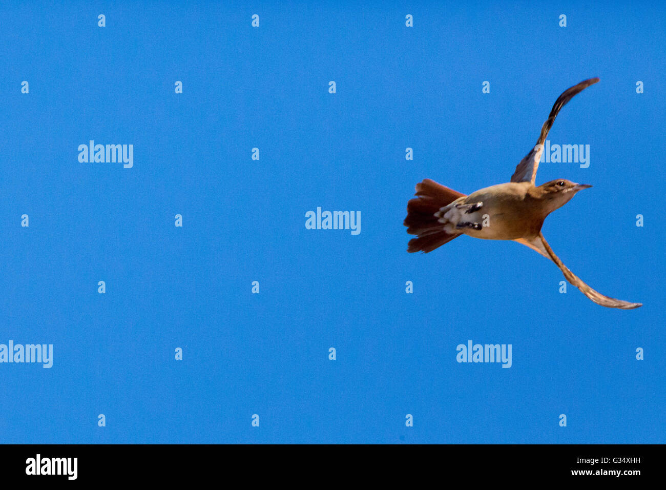 Asuncion, Paraguay. 8th June, 2016. Rufous hornero (Furnarius rufus ...