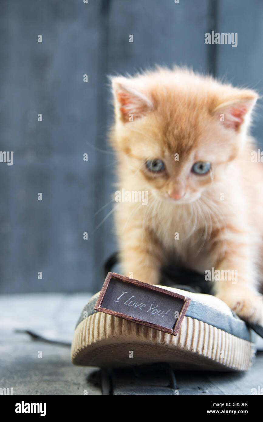 I Love You text and kitten Stock Photo - Alamy