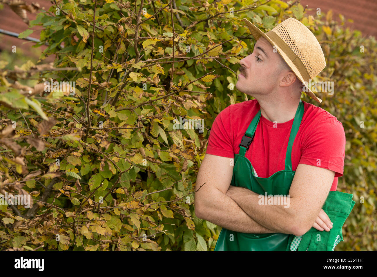 Nosy neighbour looking over the hedge Stock Photo - Alamy