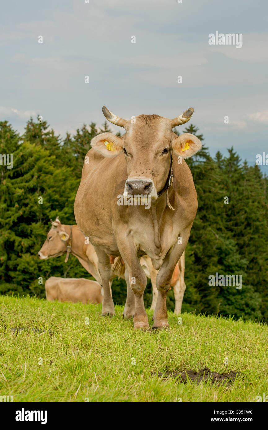 Cows in pasture, Switzerland, Europe Stock Photo - Alamy