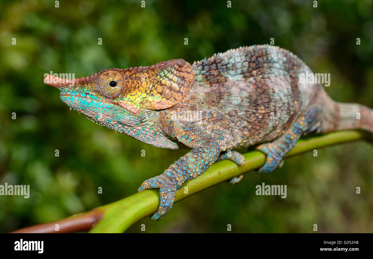 Male cryptic chameleon (Calumma crypticum) in rainforest, Ranomafana National Park, Southern ...