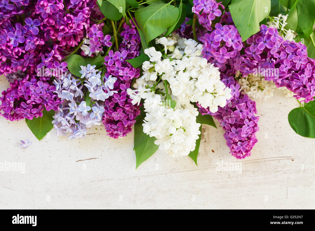 Bunch of fresh lilac Stock Photo - Alamy