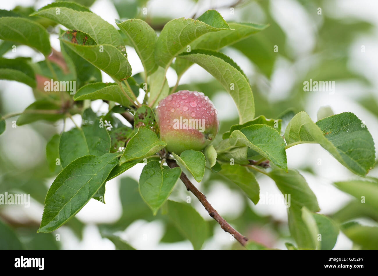 Cider tree tree of cider hi-res stock photography and images - Alamy