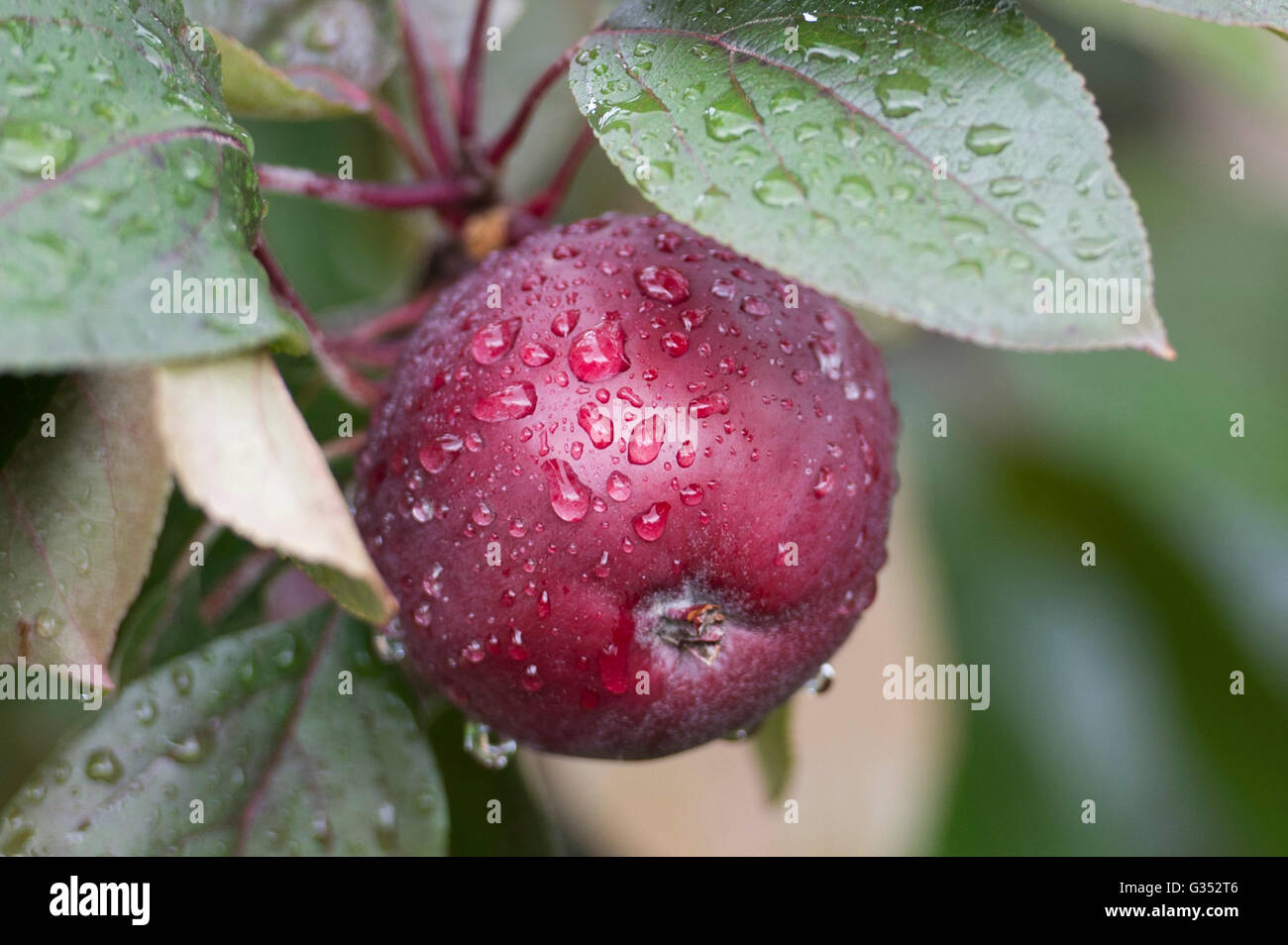Cider tree tree of cider hi-res stock photography and images - Alamy