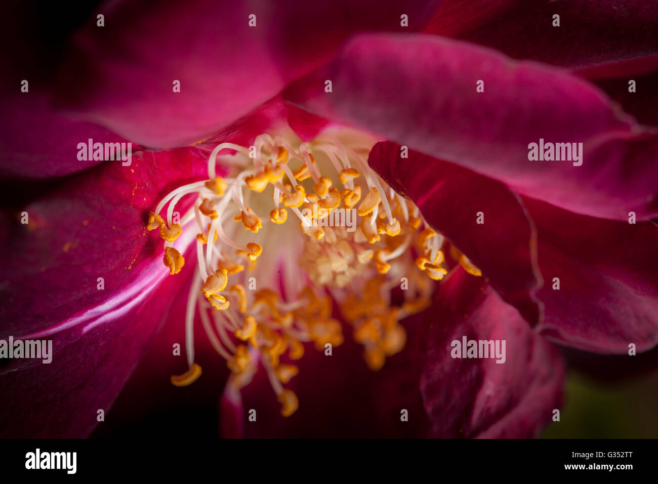 Close up view of a rose hi-res stock photography and images - Alamy
