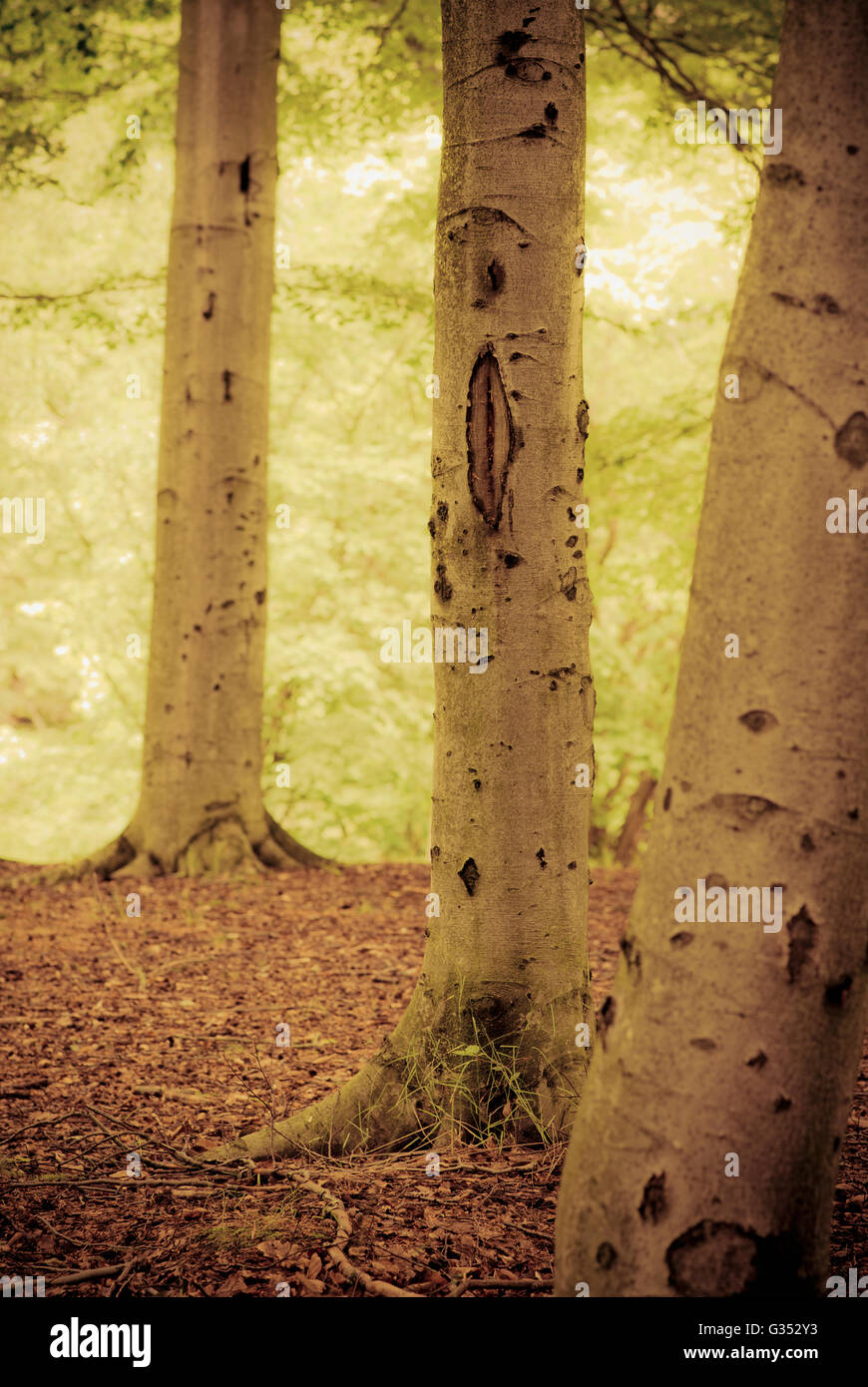 Three trees in a forest Stock Photo - Alamy