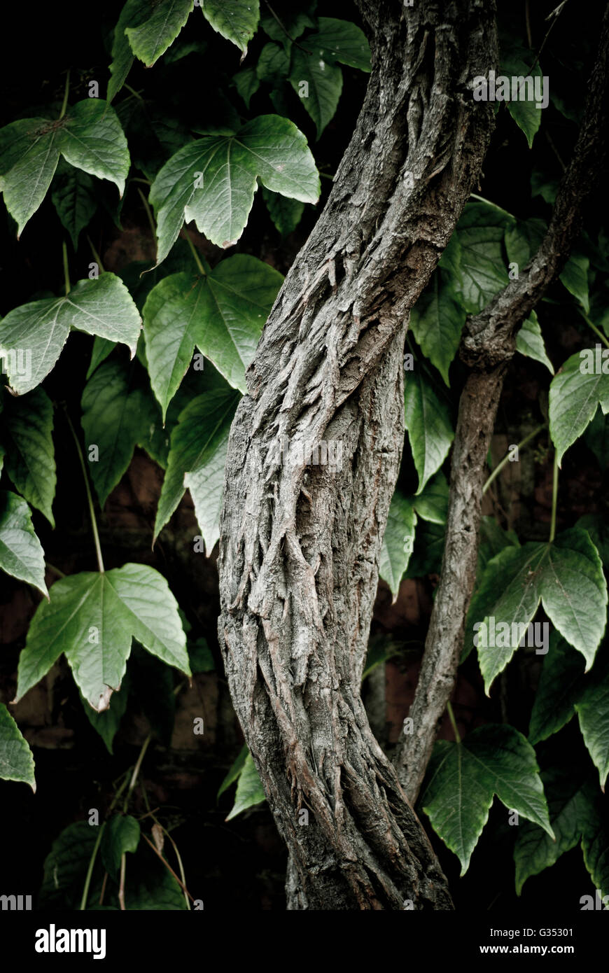Virginia creeper parthenocissus sp hi-res stock photography and images ...