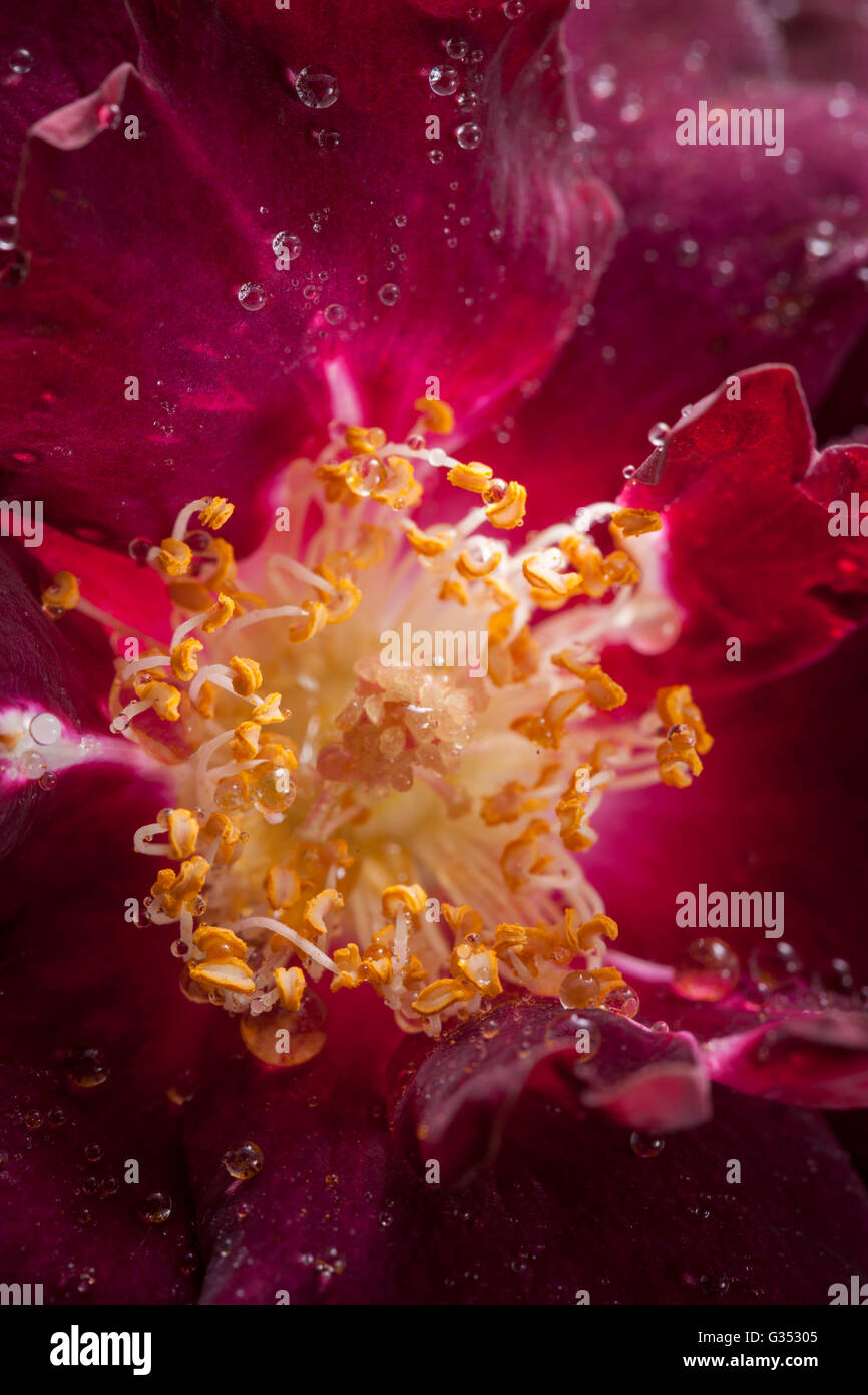 Inside a wet rose Stock Photo - Alamy