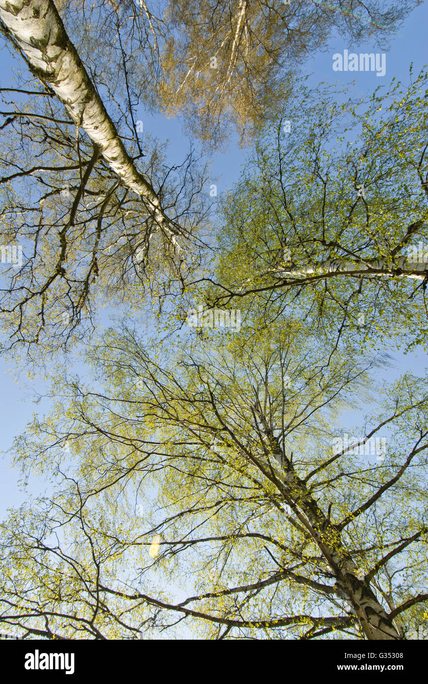 Trees tops viewed from below against sky Stock Photo - Alamy
