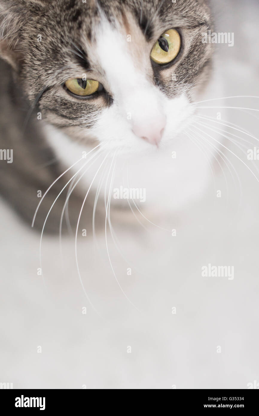 High angle portrait cat hi-res stock photography and images - Alamy