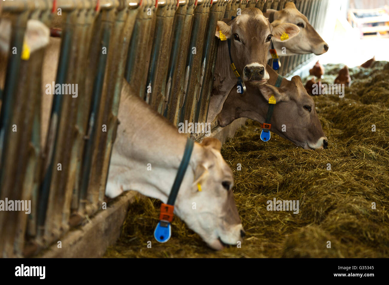 Cows in a barn hi-res stock photography and images - Alamy