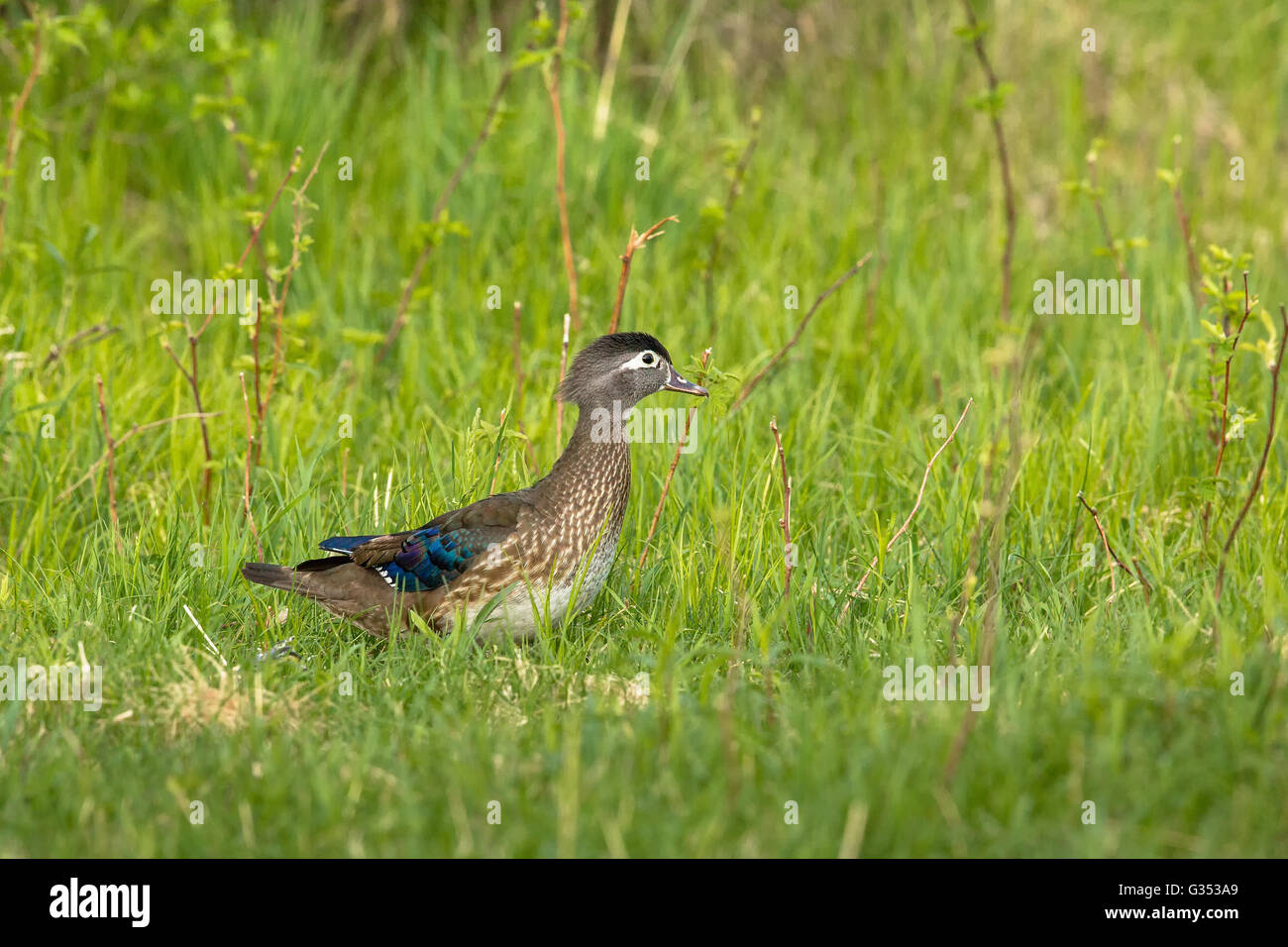 Duck hen hi-res stock photography and images - Alamy